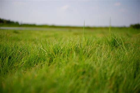 Premium Photo Surface Level Of Grassy Field Against Sky