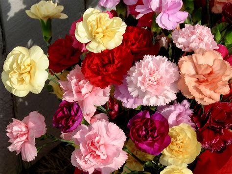 Download Colorful Colors Flower Nature Carnation Hd Wallpaper