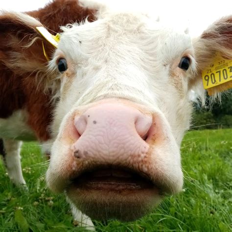 Pulling A Face Scrolller