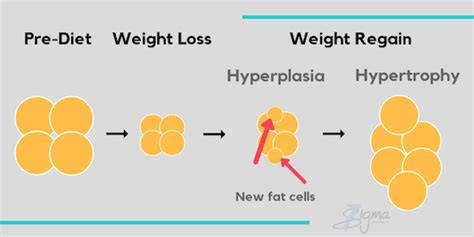 5 Reasons You Keep Regaining Weight And How To Stop It 7sigma Physiques