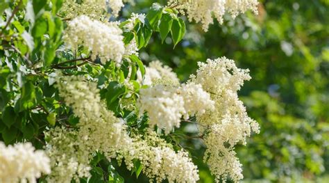 Lilac Trees Vs Lilac Shrubs And Bushes What S The Difference