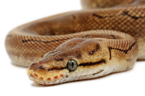 Python 이미지 찾아보기 81156 스톡 사진 벡터 및 비디오 Adobe Stock Python 이미지 찾아보기 81156 스톡 사진 벡터 및 비디오 Adobe Stock