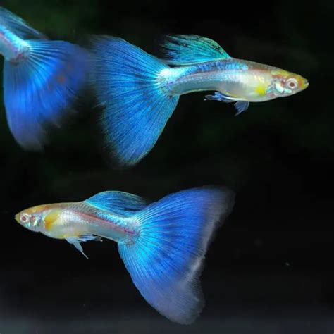 Blue Mosaic Guppies Sadaf Aquarium