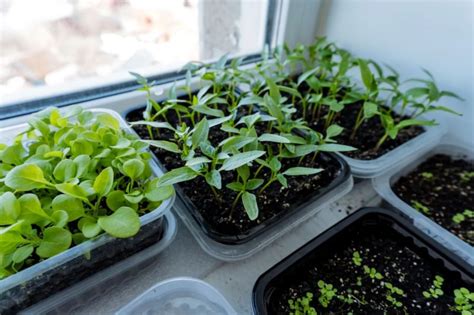 Naturalna Ochrona Sadzonek Przed Szkodnikami I Chorobami Będą Zdrowe I Mocne Deccoria Pl
