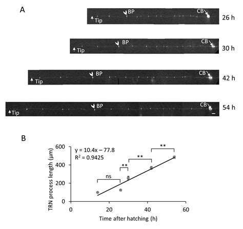 A Simple Microfluidic Chip For Long Term Growth And Imaging Of