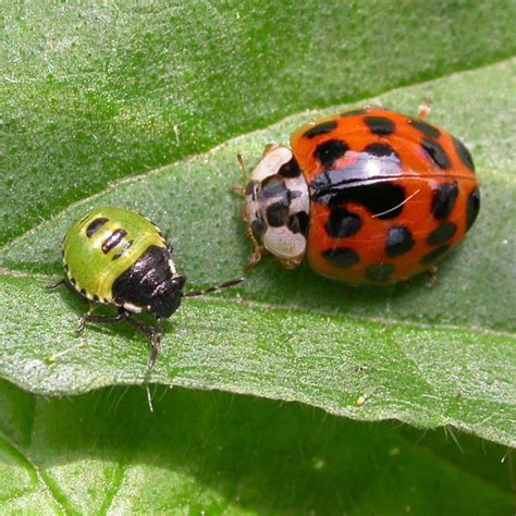 Green Shieldbug Life Cycle