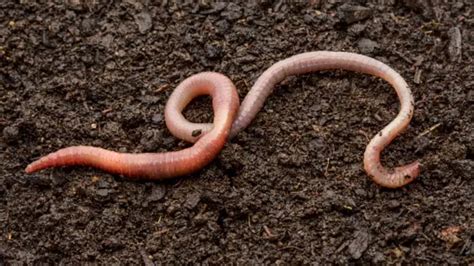 Interesting Fact Behind Why Earthworms Have 5 Pairs Of Heart