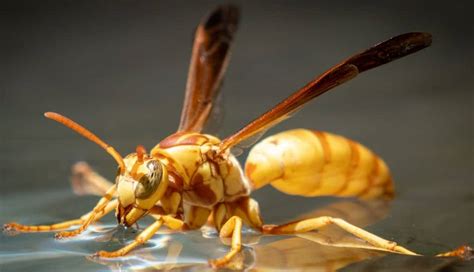 7 Common Wasps And Hornets In Utah Id Guide Bird Watching Hq