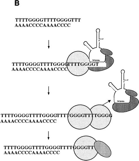 Modulation Of Telomerase Activity By Telomere Dna Binding Proteins In
