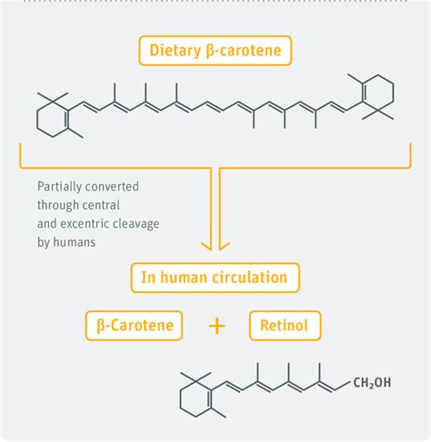 Conversion Of Dietary β Carotene To Retinol By Humans Download
