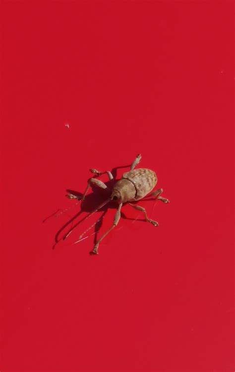 Biggest One Ive Ever Seen Rweeviltime