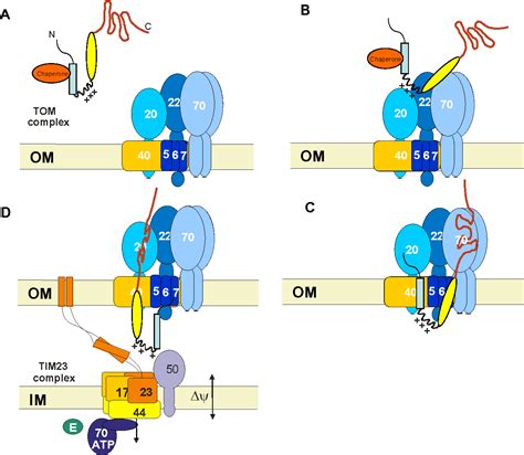 Figure 3 From The Translocase Of The Outer Membrane Of Mitochondria Tom Complex Semantic Scholar