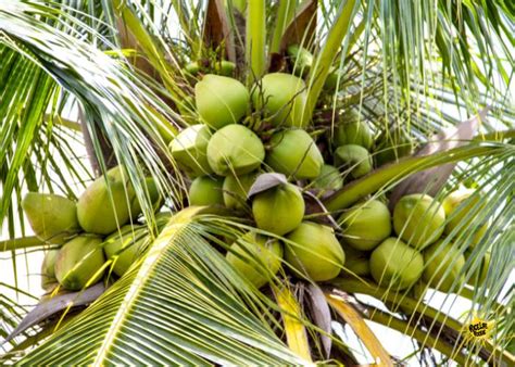 What Is Buko The Ultimate Guide To The Beloved Filipino Coconut Rice