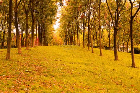 Autumn Senery Image And Picture For Free Download Lovepik