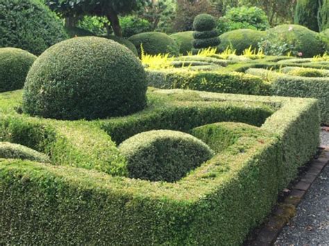 Natural Live Boxwood Shop Spiral Globes Cones Topiary