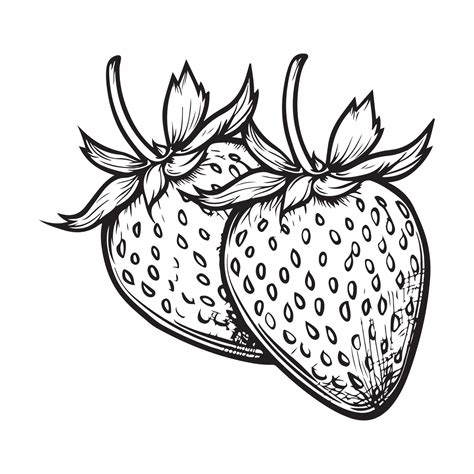 Two Strawberry Fruit In Continious Line Art Drawing Style