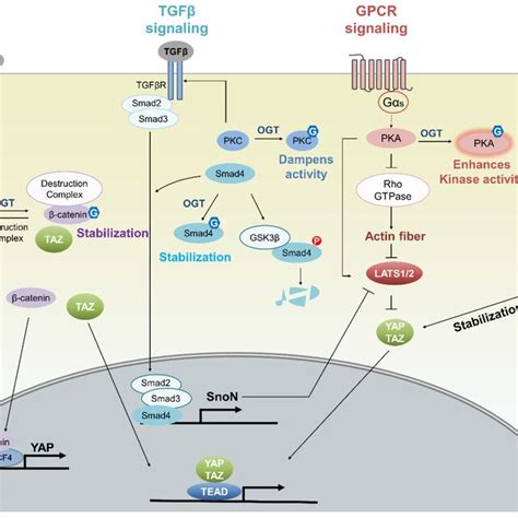 Exclusive Enzymes Directly Involved In The O Glcnacylation Cycle A