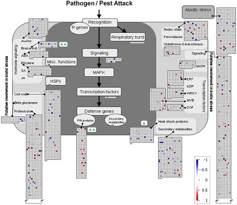 Mapman Depiction Of Gene Regulations In Functional Categories Download Scientific Diagram