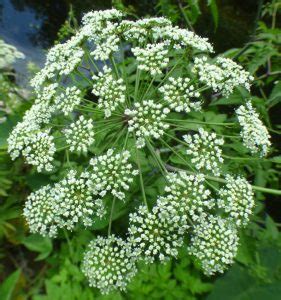 A Beginners Guide To Water Hemlock The Deadliest Of Native Plants