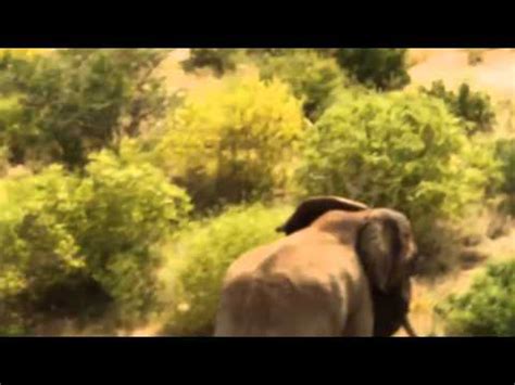 YouTube actriz de Sex and the City salva a elefante VIDEO REDES SOCIALES EL COMERCIO PERÚ