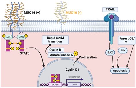 The Potential Role Of Muc16 Ca125 Biomarker In Lung Cancer A Magic