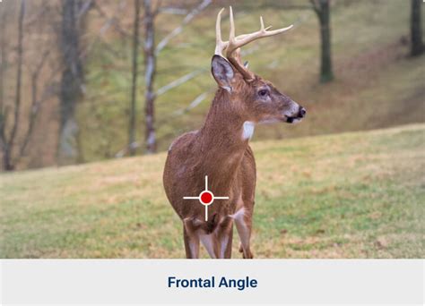 Where To Shoot A Deer Shot Placements From Any Angle Academy
