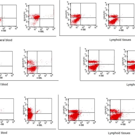 Flow Cytometry Mononuclear Cells Of All Mice Were Examined For Surface