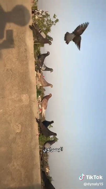 ١٣ آب ٢٠٢٤1 Youtube