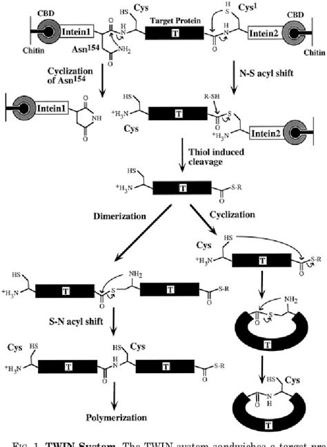 Figure 1 From The Cyclization And Polymerization Of Bacterially