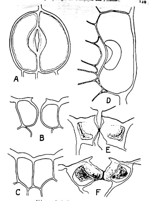 Psilotopsida Plant Stomata Encyclopedia