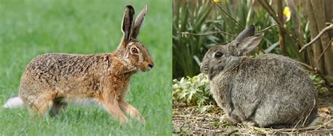 Latvijas Dzīvnieki Zaķi