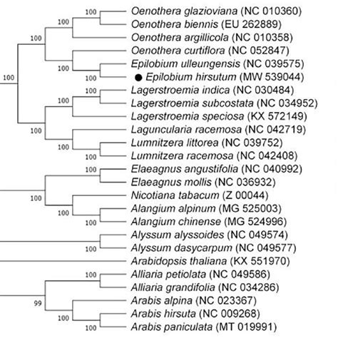 Phylogenetic Tree Plotting Using Maximum Likelihood Method Based On An
