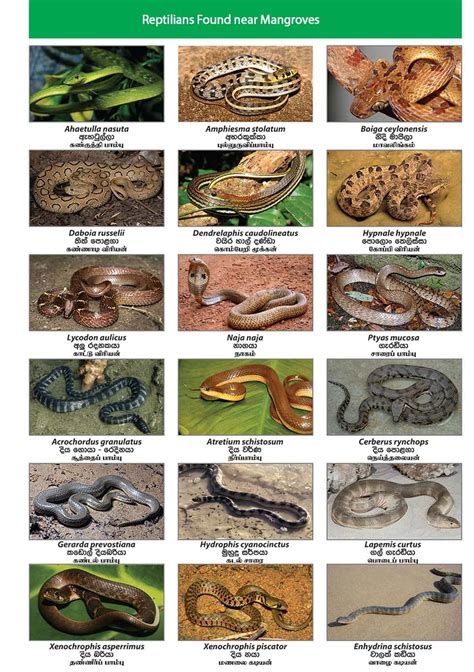 Fauna Of Mangrove Ecosystem Lanka Mangrove Museum