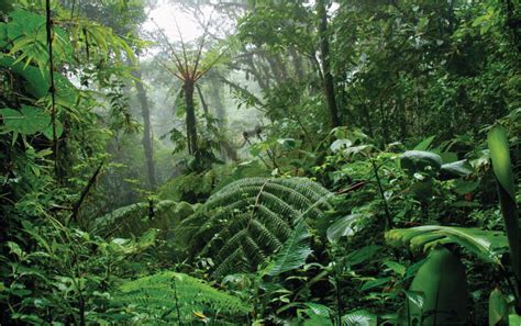 Tropical Forests Are An Ideal Habitat For Wide Array Of Wildlife