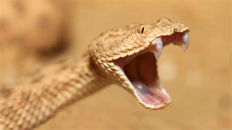 עכשיו הם יוצאים אלה 9 הנחשים הכי ארסיים בישראל וואלה תיירות