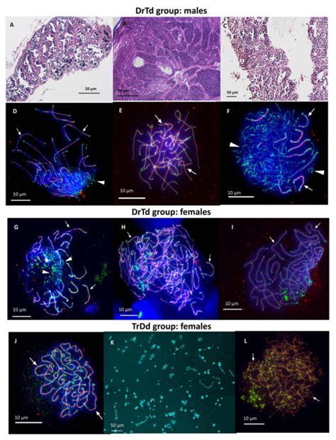 Clonal Gametogenesis Is Triggered By Intrinsic Stimuli In The Hybrids Germ Cells But Is