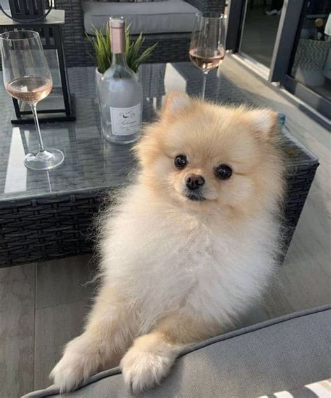 Puppy Perfection 15 Photos Of The Cutest Puppies In The World