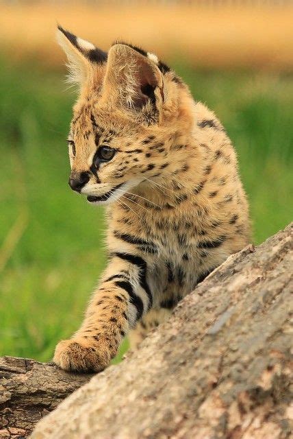 Serval Cub Serval Wild Cats Beautiful Cats