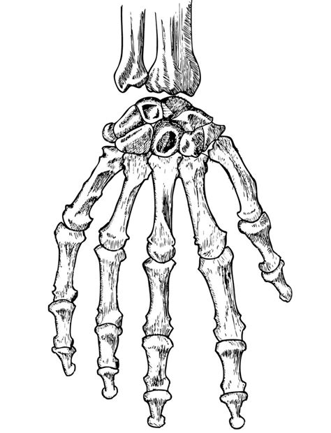 Human Skeleton Drawing At Getdrawings Free Download