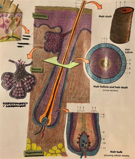 Hair Follicle Diagram Quizlet At Gabriel Higgins Blog