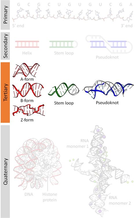 Primary Structure Of Dna