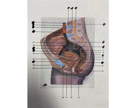 Female Reproductive System Labeling Part 1 Quiz