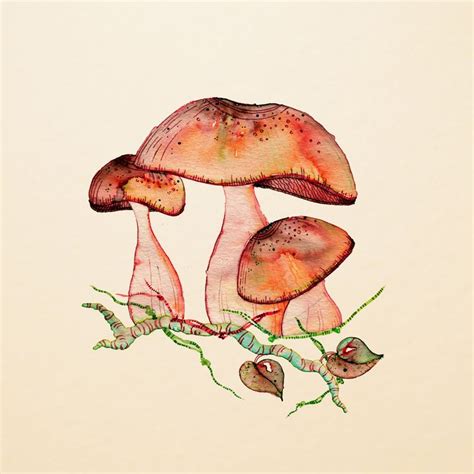 Botanical Drawing Of Wild Mushrooms