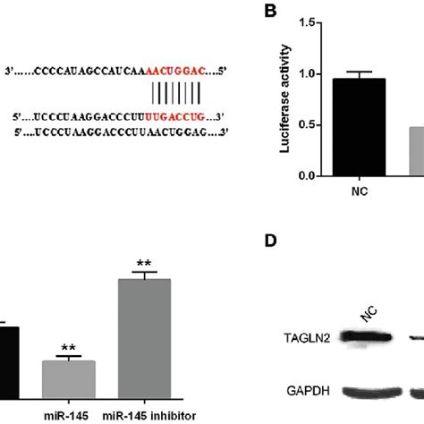 Mir 145 5p Directly Targets Tagln2 In Bc Cells A The Binding Sites Download Scientific