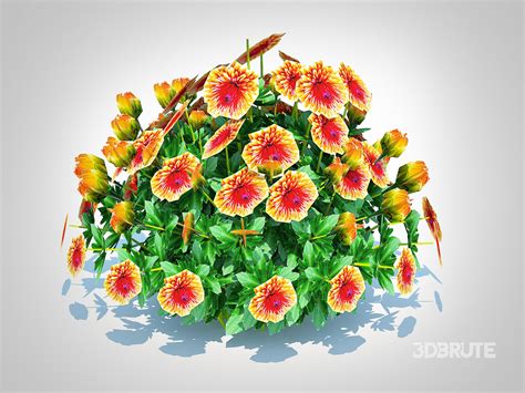 Chrysanthemum Hardy Mum Rust Image 5