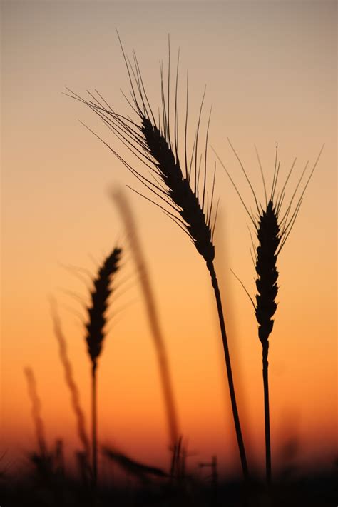 תמונות וצילומים של זאב אברהמס תמונות יפות לעיצוב הבית או המשרד