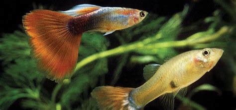 A Rainbow Of Gorgeous Guppies Care History And Beyond Tfh Magazine