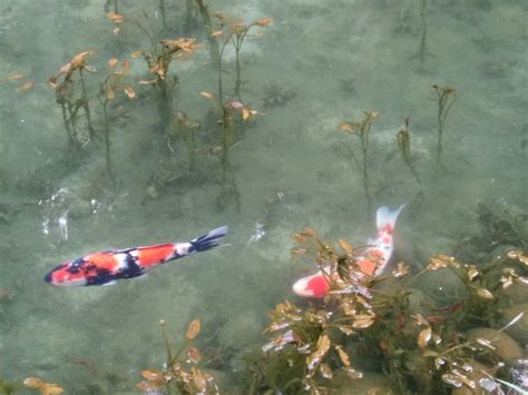 モネの池 錦鯉のタライ飼育日記