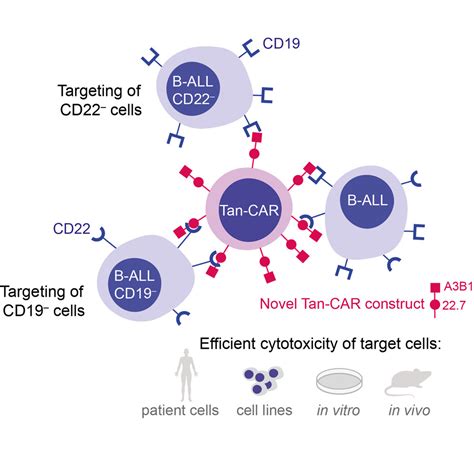A Novel And Efficient Tandem Cd19 And Cd22 Directed Car For B Cell All
