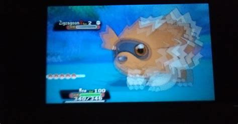 Zigzagoon After A Zig He A Goon Shiny High G Intensifying After A Whole G Album On Imgur